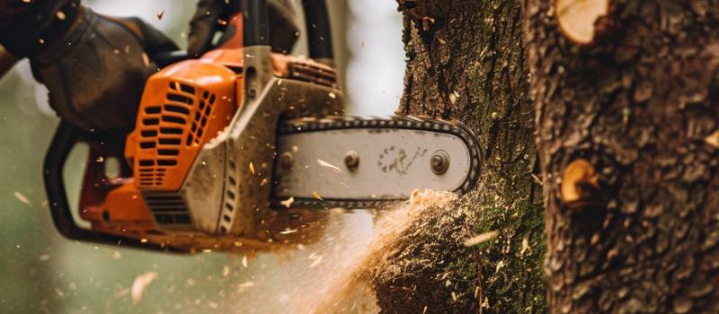 Tree Lopping Brisbane | Smart Tree Removal - Expert Services